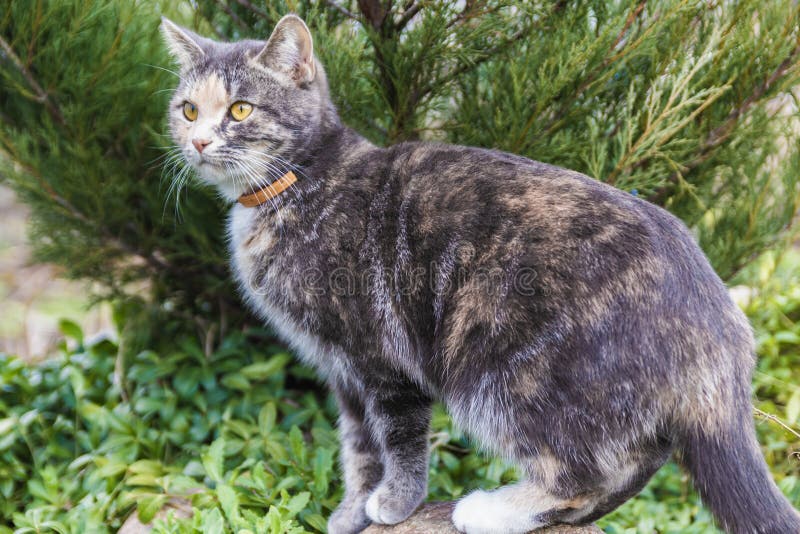 Alert Cat in a Garden is Carefully Watching for Something Stock Photo ...