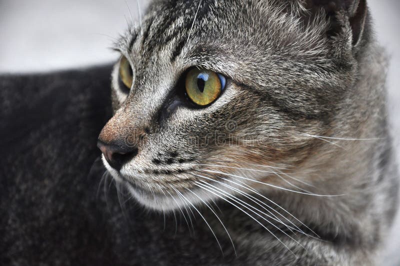 Alert Cat Looking Back stock image. Image of furry, portrait - 13959325