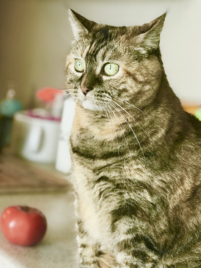 Alert cat stock image. Image of kitchen, colors, alert - 139662025