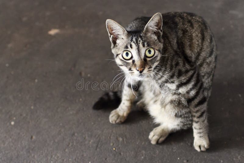 Alert the cat stock image. Image of ground, whiskers - 54919729