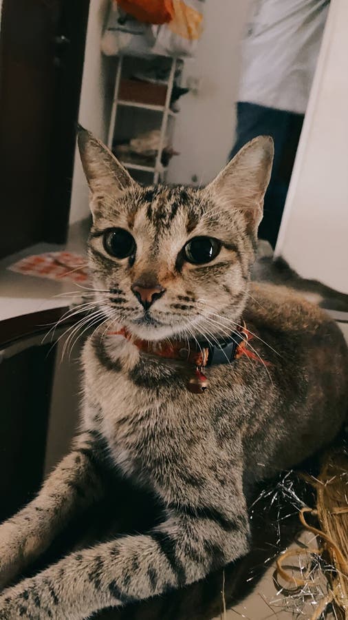 Alert cat stock photo. Image of ready, hunting, alert - 280619184