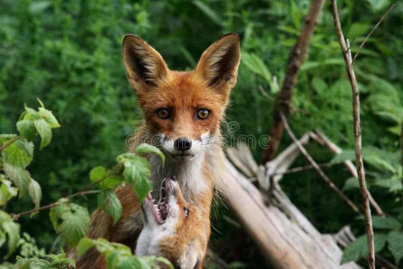 Alert stock image. Image of wild, juvenile, european - 45092735
