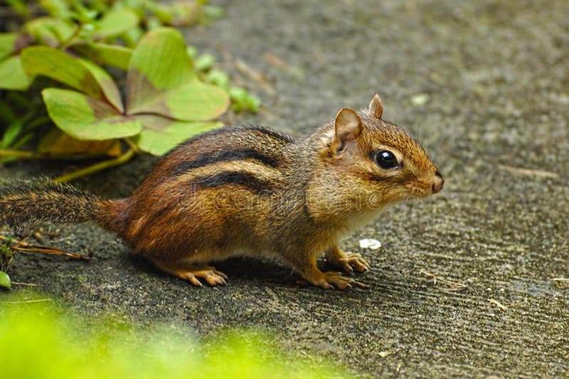Alert Chipmonk with His Jaws Full of Food. Stock Image - Image of ...