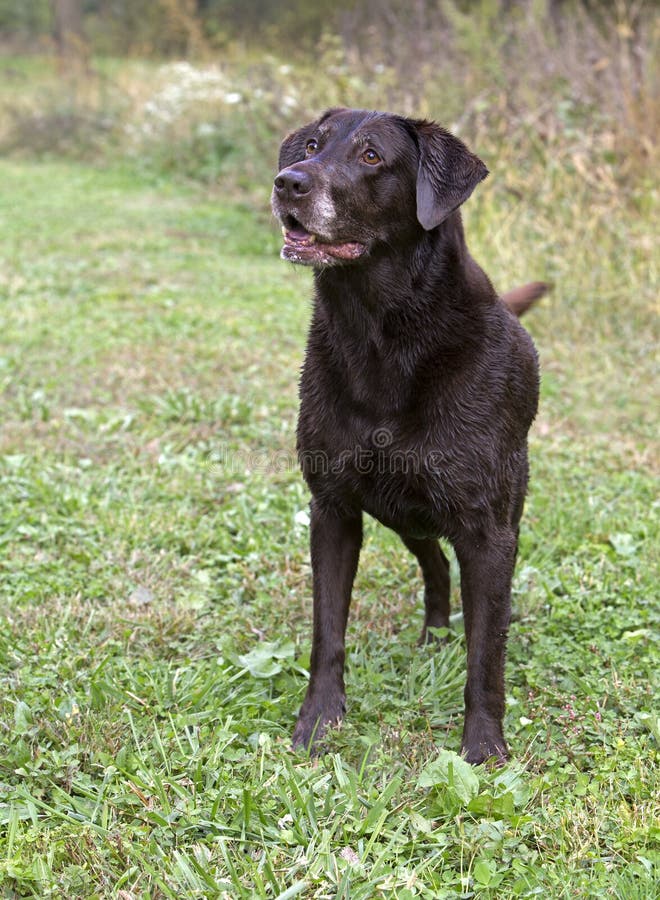Older Chocolate Labrador Retriever Stock Photos - Free & Royalty-Free ...