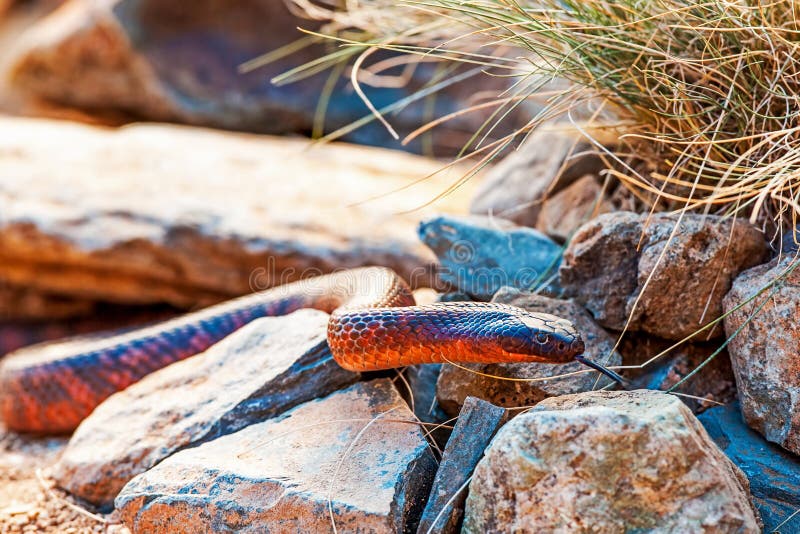 Alert Colletts Cobra on Rocks Stock Photo - Image of nature, animal ...