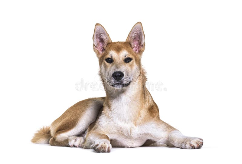 Alert Crossbreed Dog Lying Down Looking at Camera, Isolated on White ...