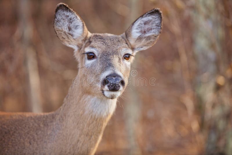 Alert Deer stock photo. Image of forest, eyes, grazing - 28039444