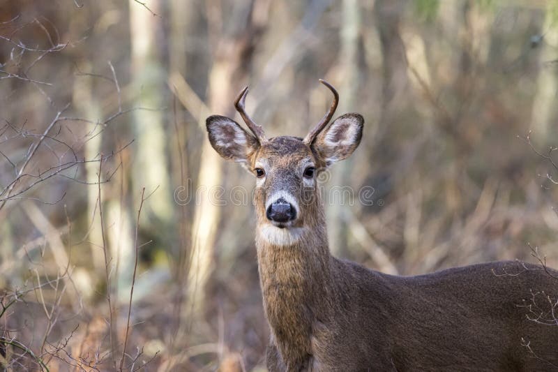 Alert deer stock photo. Image of vigilant, wary, outdoors - 12387476