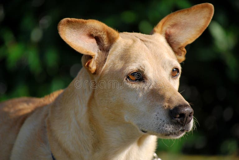 Alert dog stock image. Image of friend, angle, portrait - 10924683