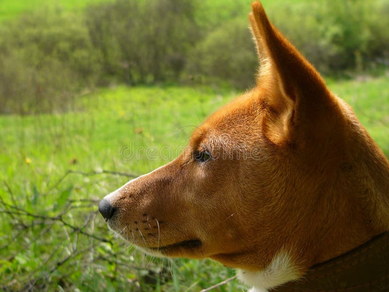 Alert dog stock image. Image of animal, alert, closeup - 1213937