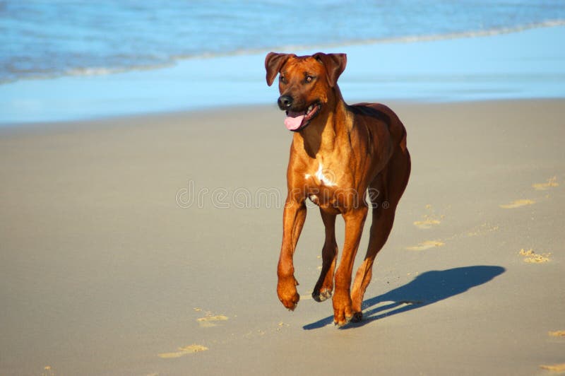 Alert dog stock image. Image of doggy, brown, enjoy, enjoying - 4356263