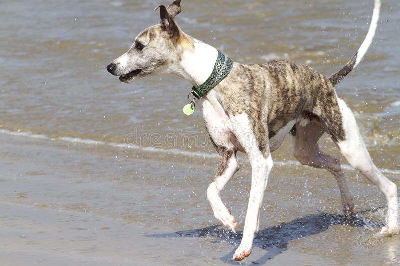 Alert dog on beach stock photo. Image of water, whippet - 18637442