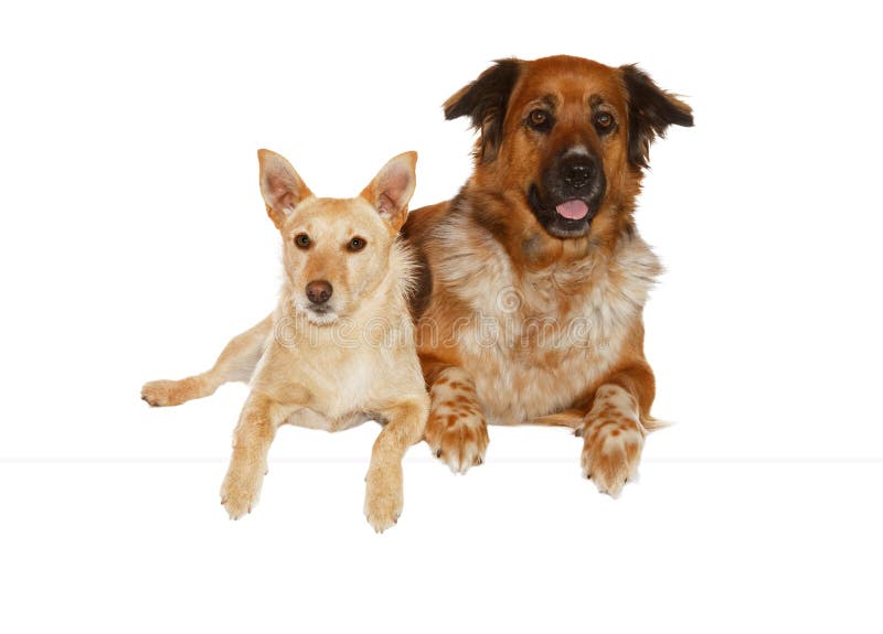 Alert Dog Companions Lying Side by Side Stock Photo - Image of facing ...