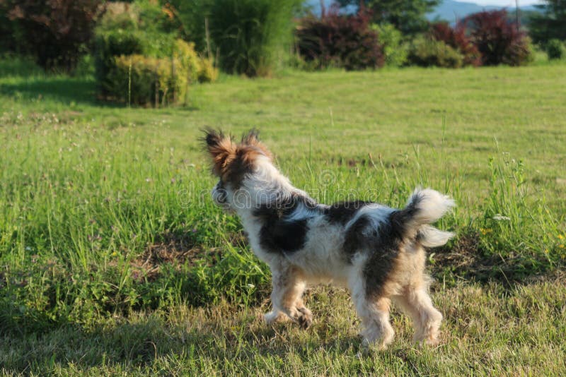Alert Dog Looking in the Distance - Dog Paying Attention - Dog Sitting ...