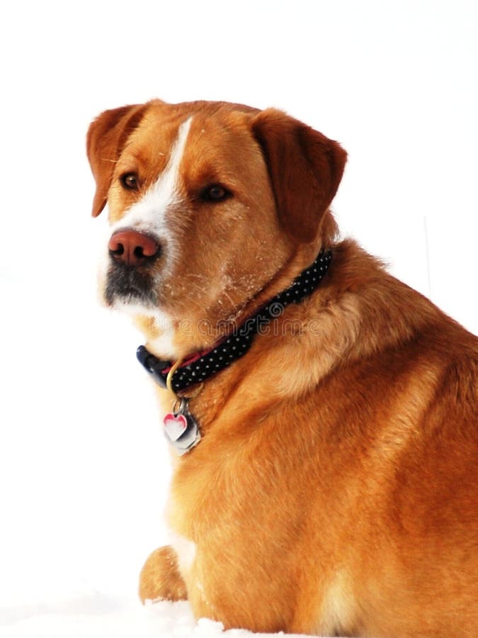 Alert Dog in the snow stock image. Image of snow, guardian - 5319331