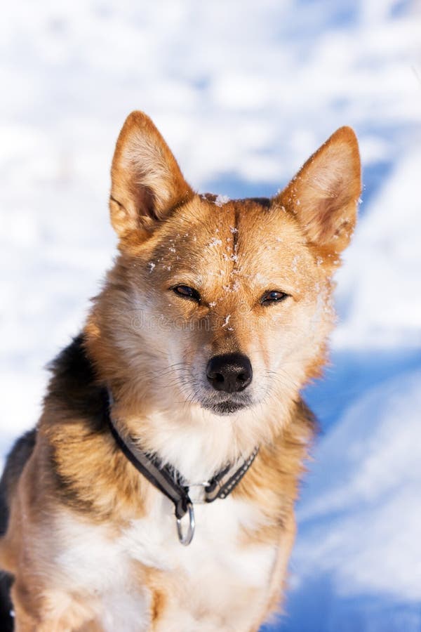 Alert dog in the snow stock image. Image of focused, foxy - 36104481