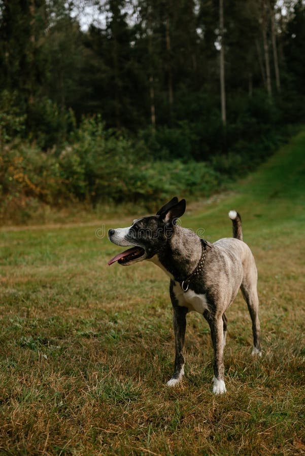 Alert Dog Standing in Forest Clearing Stock Image - Image of greenery ...