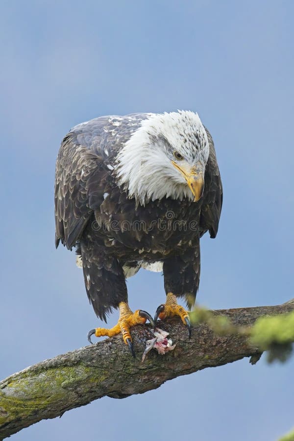 Alert Eagle Looking Downward from a Branch Stock Image - Image of perch ...