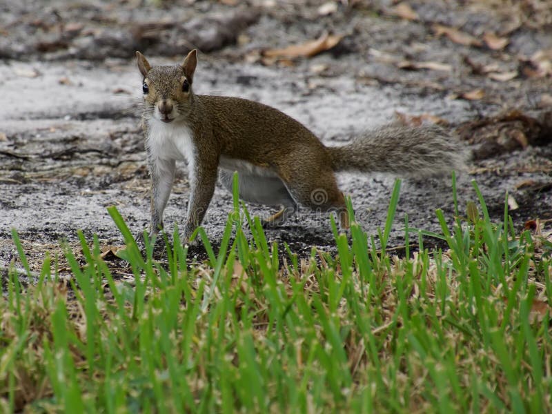 Alert Eastern Grey Squirrel on Ground Stock Image - Image of animal ...