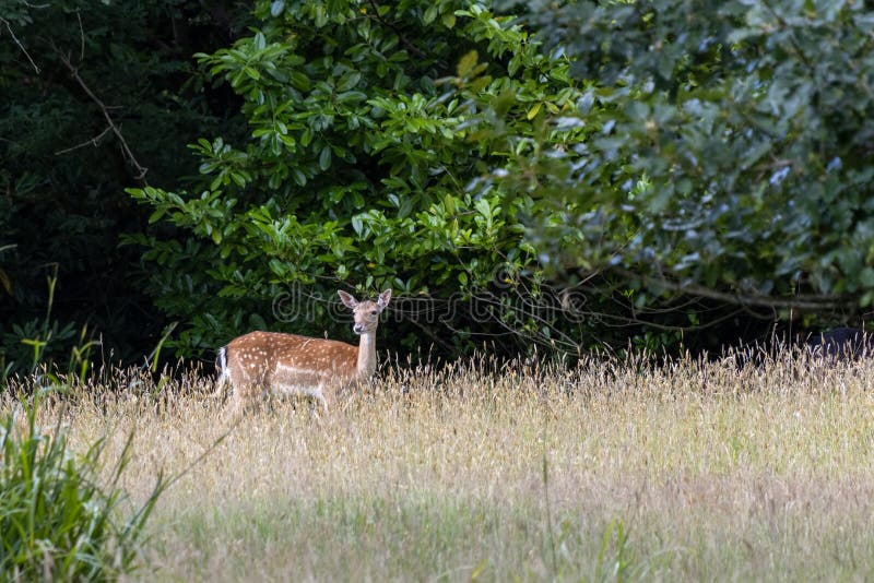 Alert Fallow Deer in Woodland in East Grinstead Stock Photo - Image of ...