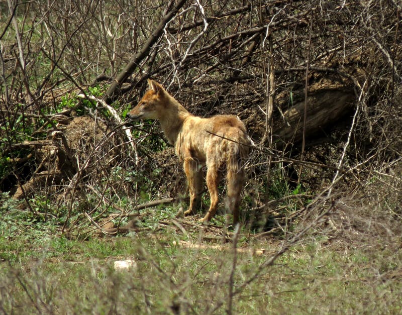 An alert fox ! stock image. Image of sharp, forest, sariska - 45839863