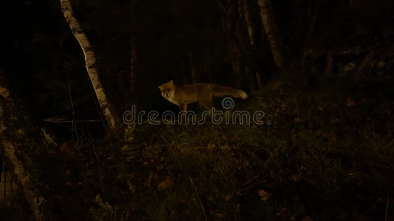 Alert Fox Walking in Dark Forest at Night Stock Video - Video of ...