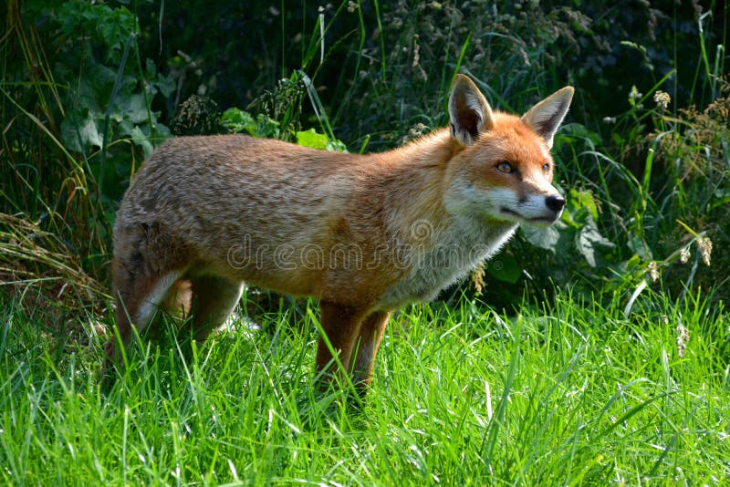 Alert fox stock image. Image of furr, nature, wild, british - 32085127