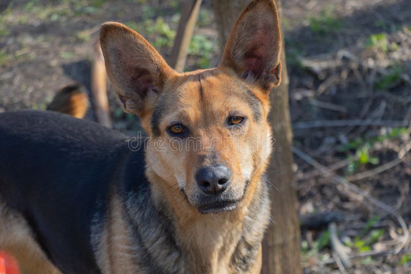 Alert German Shepherd Mix Dog Standing Outdoors in Sunlight Stock Photo ...