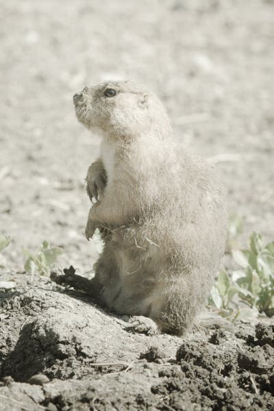 Alert gopher stock image. Image of gopher, ground, alert - 25534055