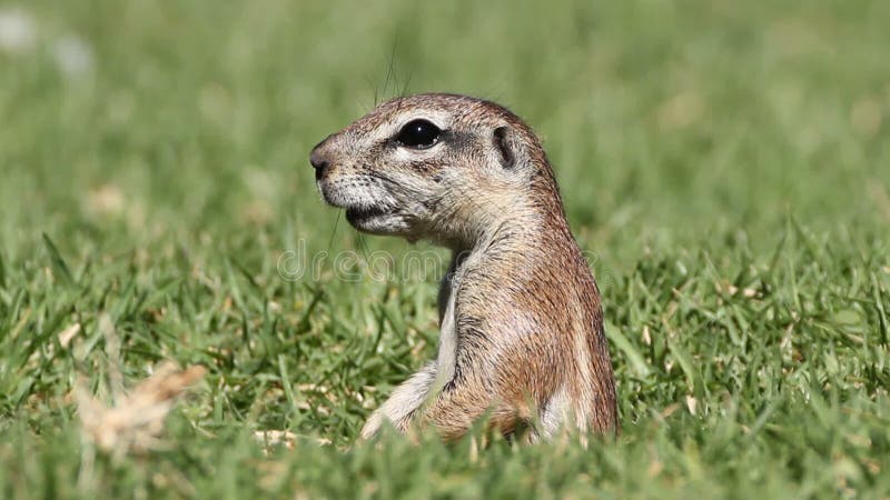Ground Squirrel on Beach Kayakers in Distance Stock Footage - Video of ...