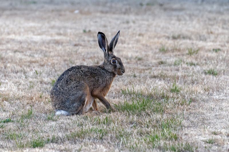 Alert Hare (Lepus Europaeus). Stock Photo - Image of afraid, animal ...