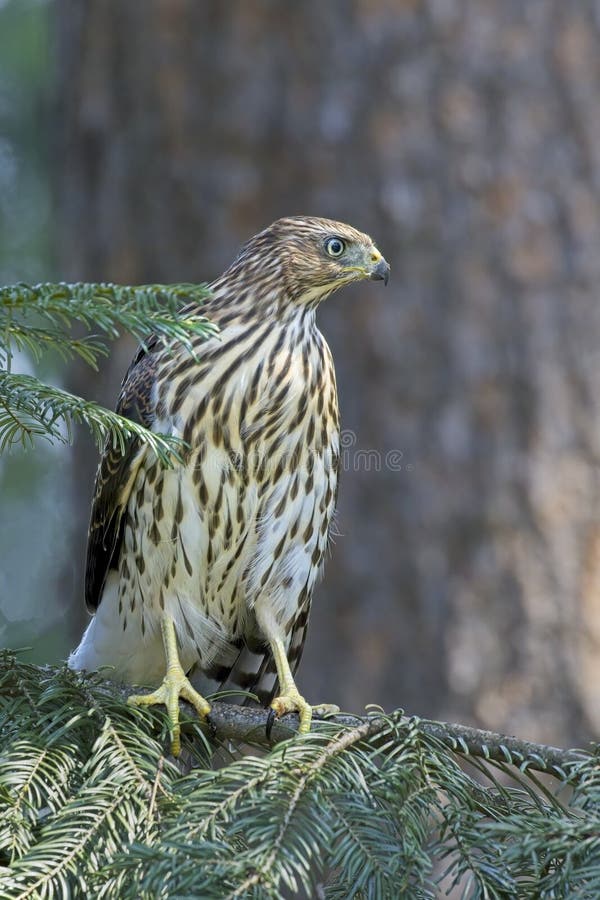 Alert Hawk Perched on a Branch Stock Image - Image of accipiter ...
