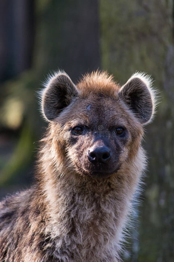 Happy hyena stock photo. Image of stare, gazes, hyena - 19250042