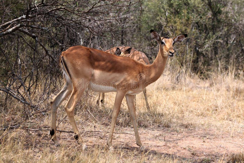 Alert Impala Ewe stock photo. Image of bosveld, female - 36154730