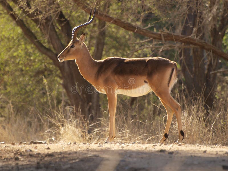 Impala stock image. Image of impala, poised, horns, park - 29956965