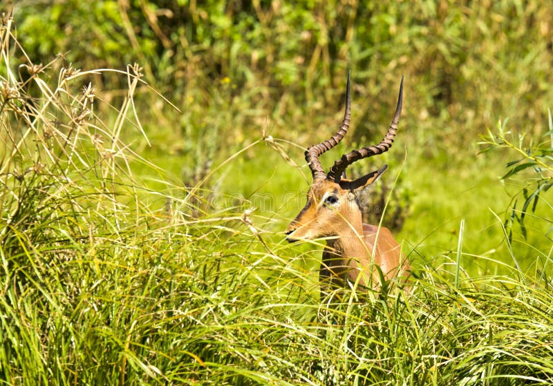 Alert Impalla stock photo. Image of africa, ecology, impala - 65408252