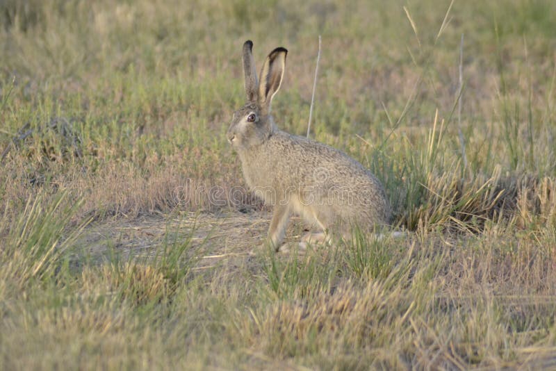 On Alert stock photo. Image of hint, alert, ready, jack - 43424478