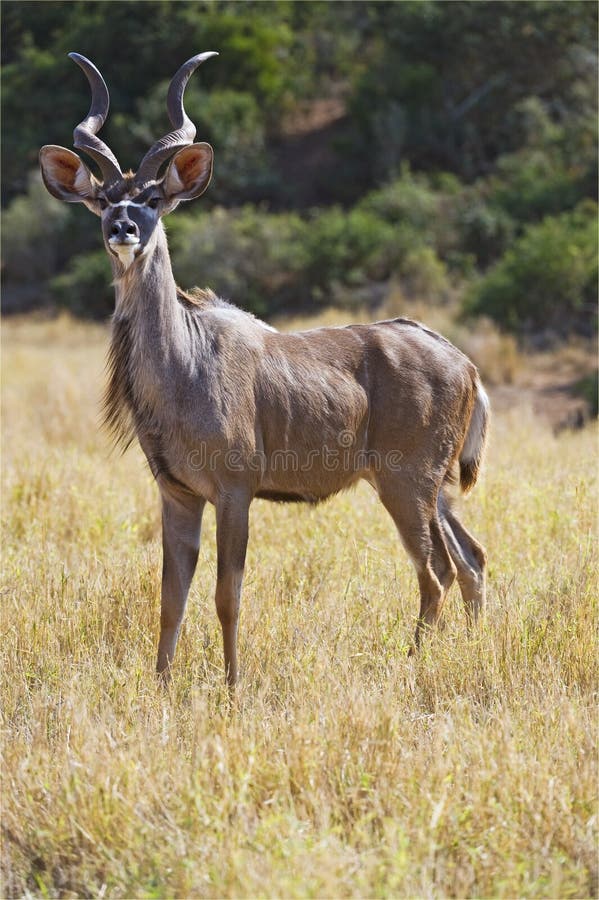 Alert Kudu stock photo. Image of africa, horns, kudu, safari - 9092900