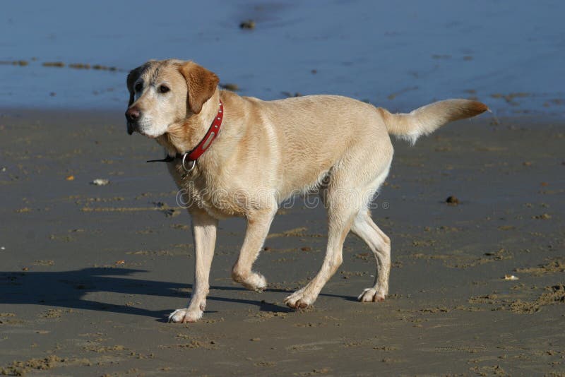 Alert Labrador stock image. Image of sleek, sandy, alert - 94169