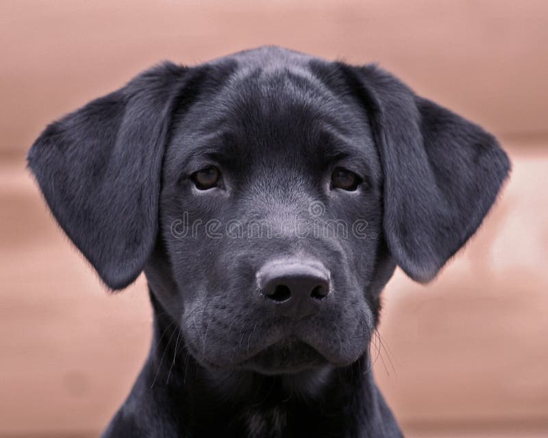 Alert Labrador Pup stock image. Image of decoy, ducks - 15563643