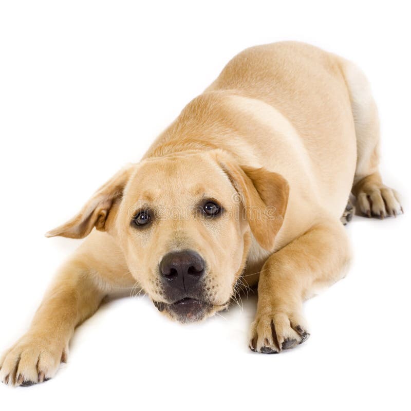 Alert Labrador Retriever Puppy Stock Photo - Image of creature, breed ...