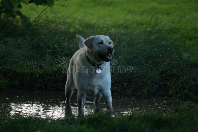 Alert Labrador stock photo. Image of encounter, summer - 51710146