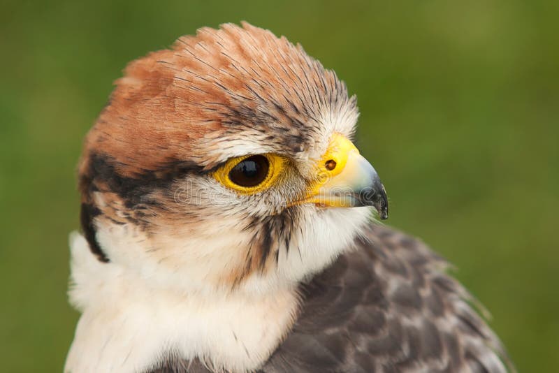 An alert Lanner Falcon stock photo. Image of falconry - 83866922