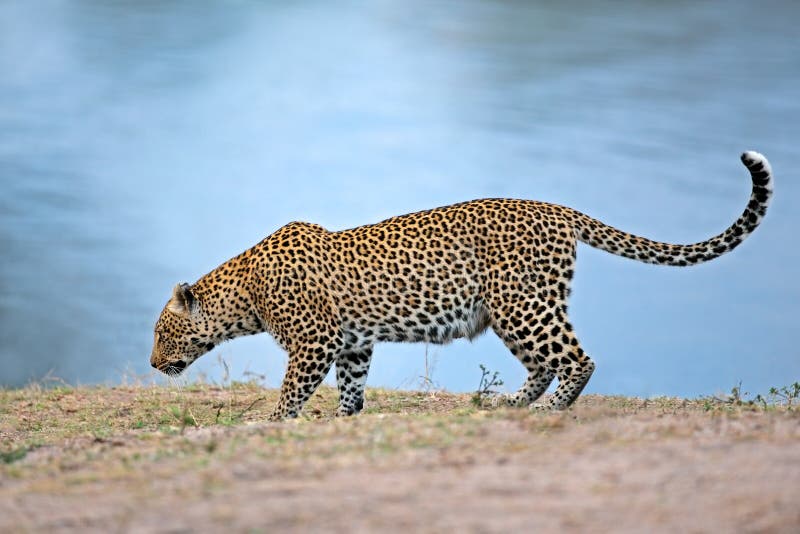 Alert leopard stock photo. Image of spots, dangerous - 43552728