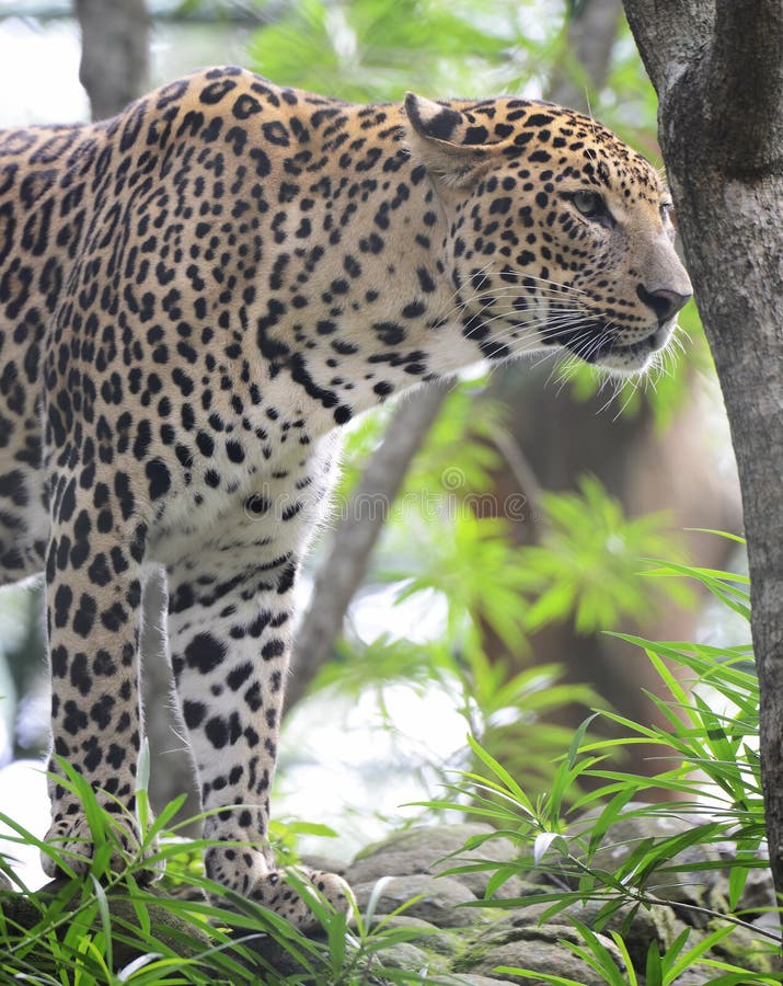 Alert Leopard Getting Ready To Pounce in South Luangwa Stock Image ...