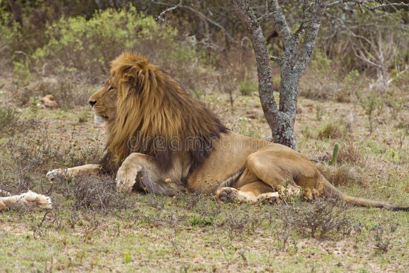 Alert Lion stock image. Image of feline, photogenic, environment - 6944897