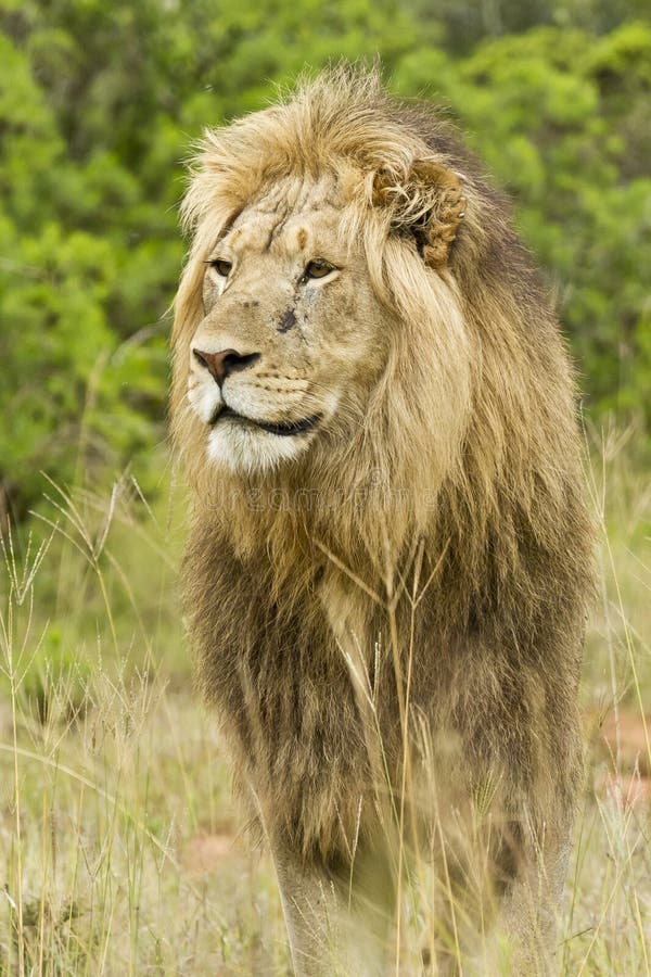 Staring lion stock photo. Image of portrait, landscape - 30061750