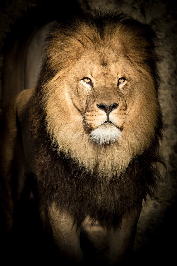 Alert Lion - Bird stock photo. Image of safari, alert - 43820992