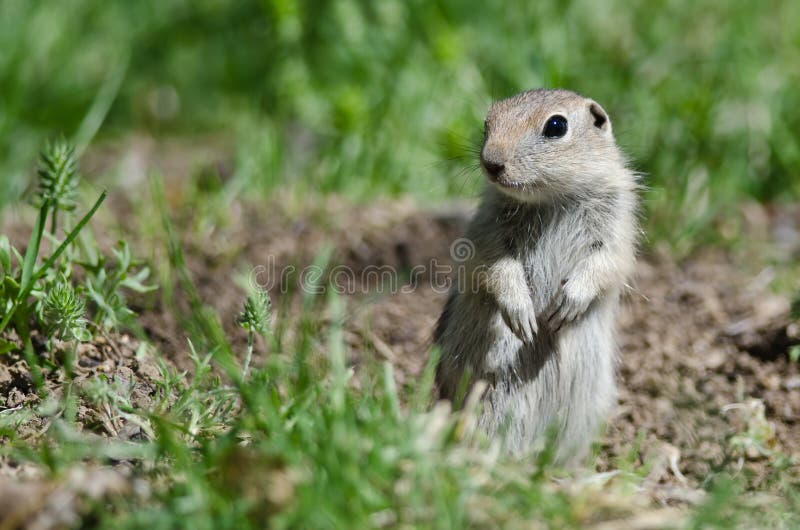 A Squirrel Guard on the Tree Stock Image - Image of forest, wildlife ...