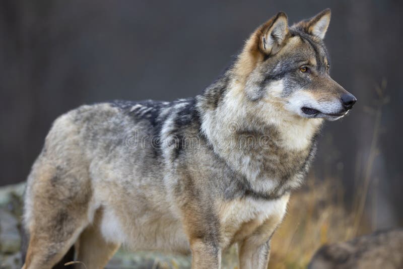Alert Male Grey Wolf Standing on a Rock in the Forest Stock Photo ...
